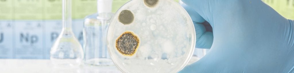 Mold Testing – Interpreting Air Sample Results | Atlantic Environmental